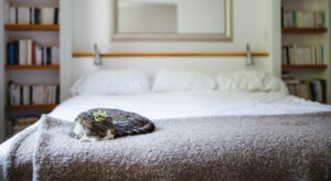 Lit Queen size : Tout ce qu'il faut savoir pour le choisir